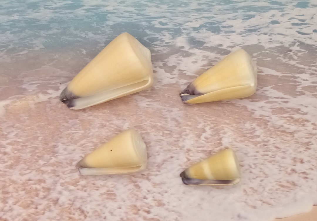 VIRGIN CONE SHELL ~ Conus Virgo ~ Purple Tip Cone Shell ~ 2 7/8" to 4 1 ...