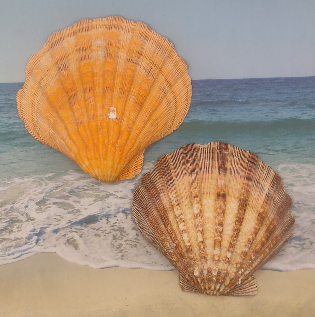 Lion Paw Seashell ~ Display Piece ~ Large 6" X 5" ~ Sanibel Island ...