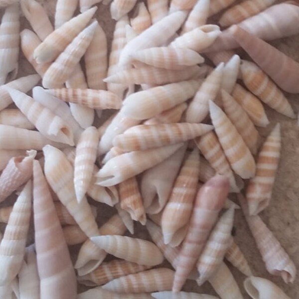 Spiral Seashells - Etsy