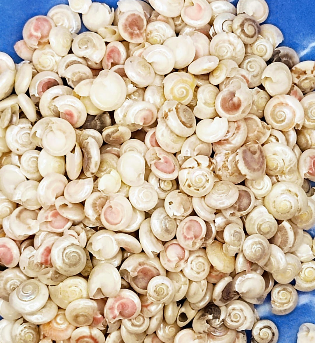 Mini PINK & WHITE Sundial Seashells ~10-100 ~ 3/8" to 1/4" ~ Jewelry ...