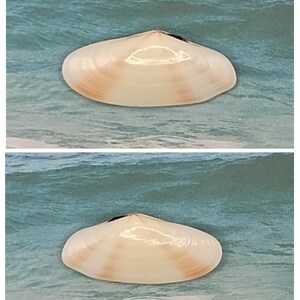 SUNRISE TELLIN SEASHELLS ~ ~ Palm Beach Find~jewelry~craft~wedding - Etsy