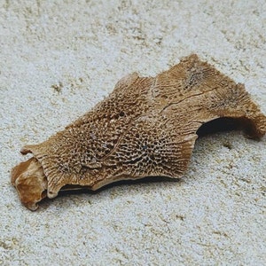 SEA ROBIN SKULL Plate Upper Skull Found in Jamestown Ri on | Etsy