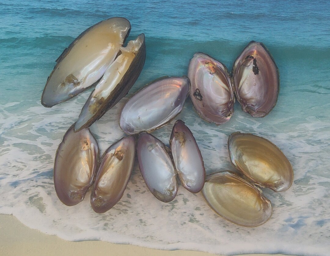 FRESH WATER MUSSEL Pairs 10-25 Shells ~ Craft Shells ~ 1 1/2" to 3" - Etsy