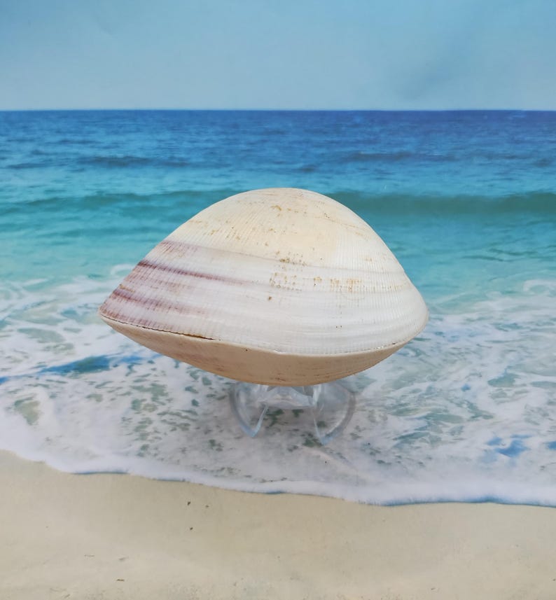 Lg WHITE CLAM SHELL ~ Donax Hanleyanus Philippi ~ Complete ~ Fused ...