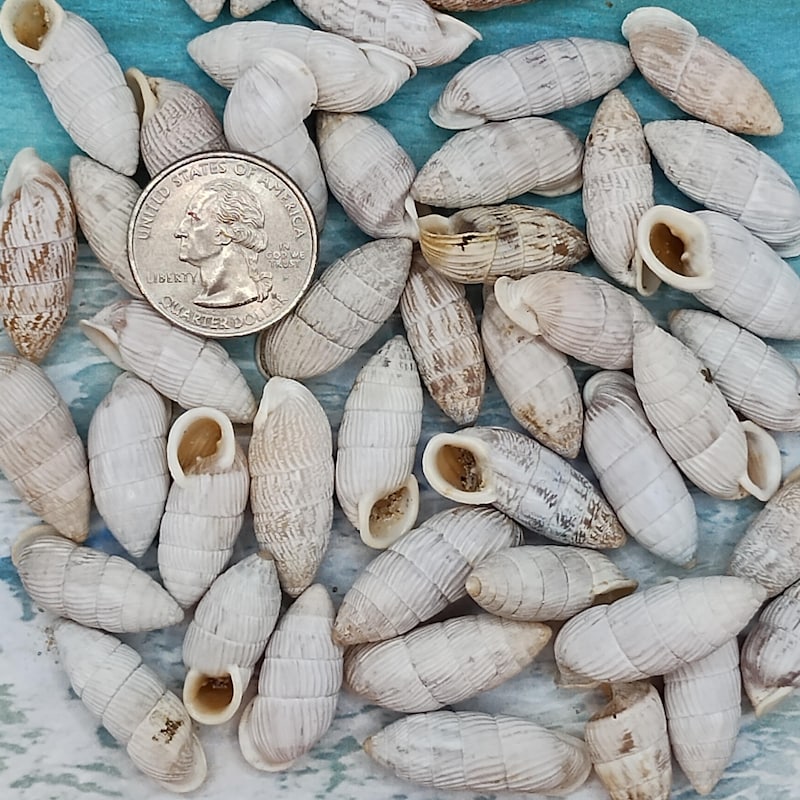 Peanut Shell - Etsy