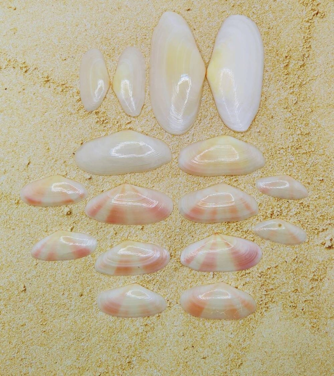 SUNRISE TELLIN SEASHELLS ~ ~ Palm Beach Find~jewelry~craft~wedding - Etsy
