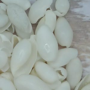 PALM BEACH White BUBBLE ~ 10-50pcs ~sea Shells ~ Jewelry Making - Etsy