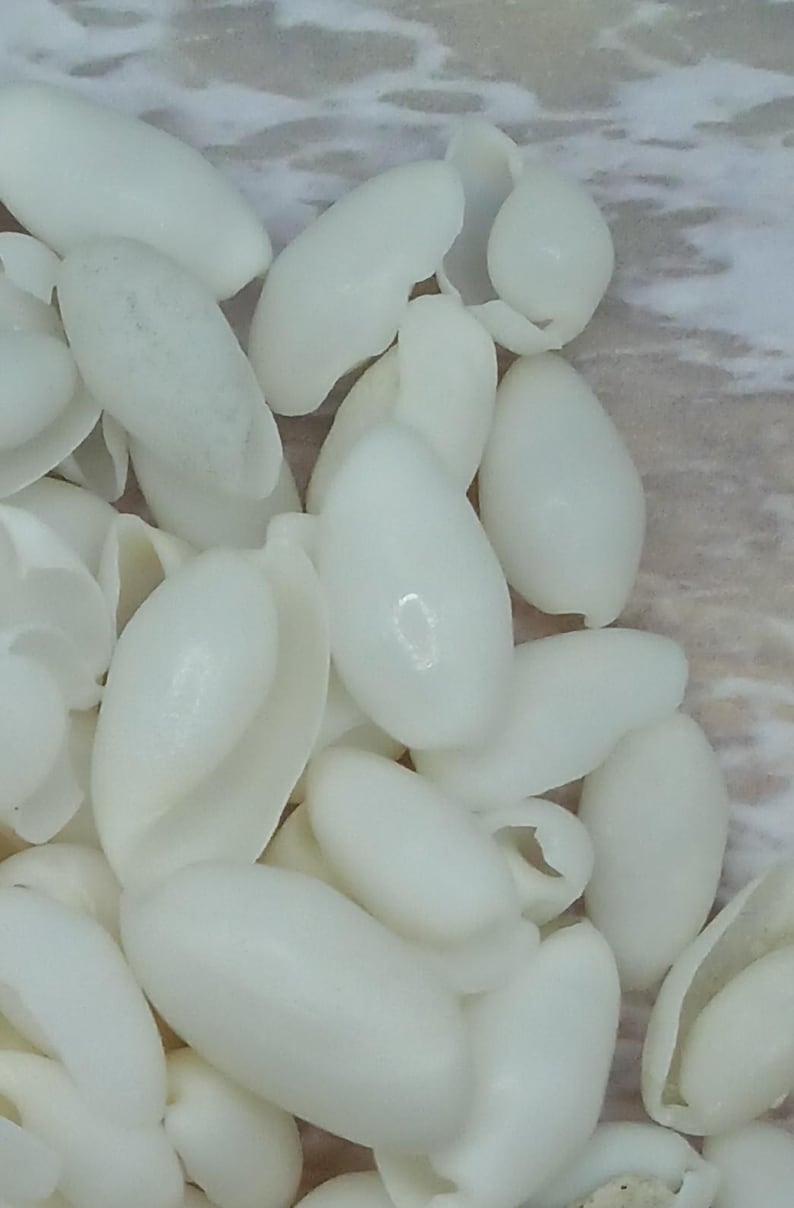 PALM BEACH White BUBBLE ~ 10-50pcs ~sea Shells ~ Jewelry Making - Etsy