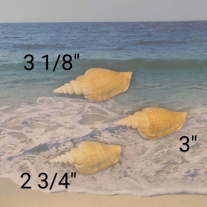 ANGEL WING CONCH ~ Strombus Vittatus ~ Vittate Conch ~ Conch ~ Riband ...