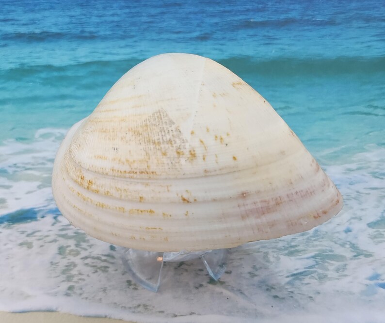 Lg WHITE CLAM SHELL ~ Donax Hanleyanus Philippi ~ Complete ~ Fused ...