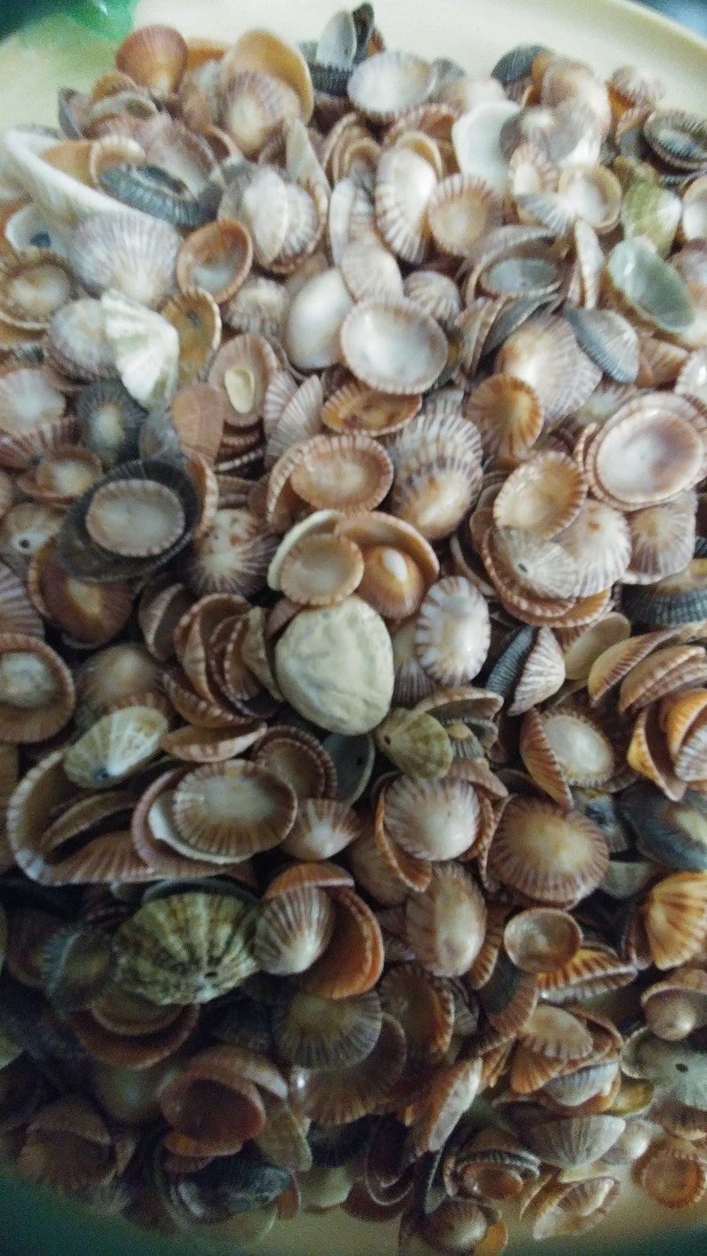 LIMPET SEASHELLS 10-100pcs Coastal Beach Cottage Decor - Etsy