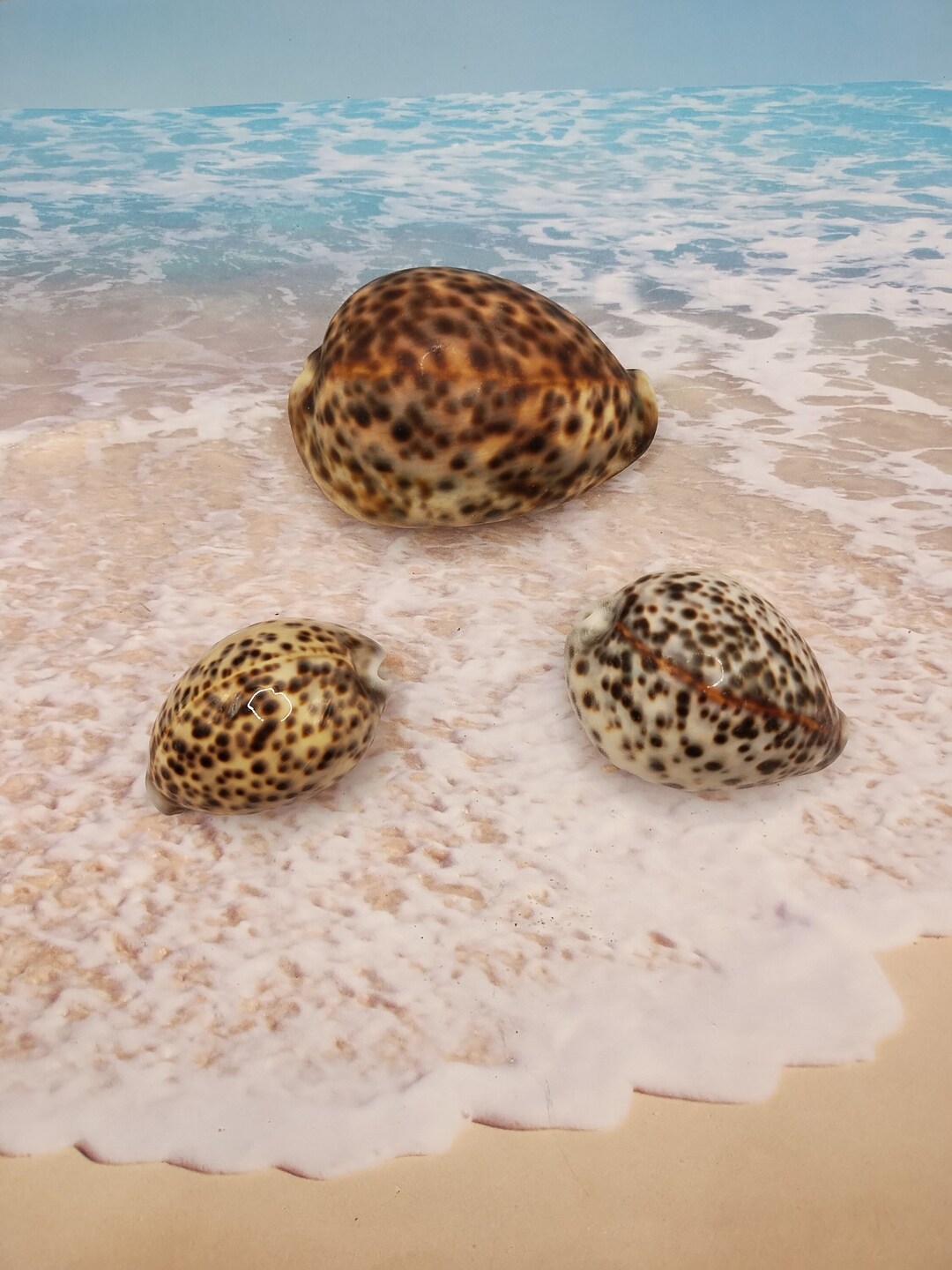 L2 ~ Large Tiger Cowrie ~ Cypraea Tigris ~ Mother Nature ~ Natural ...