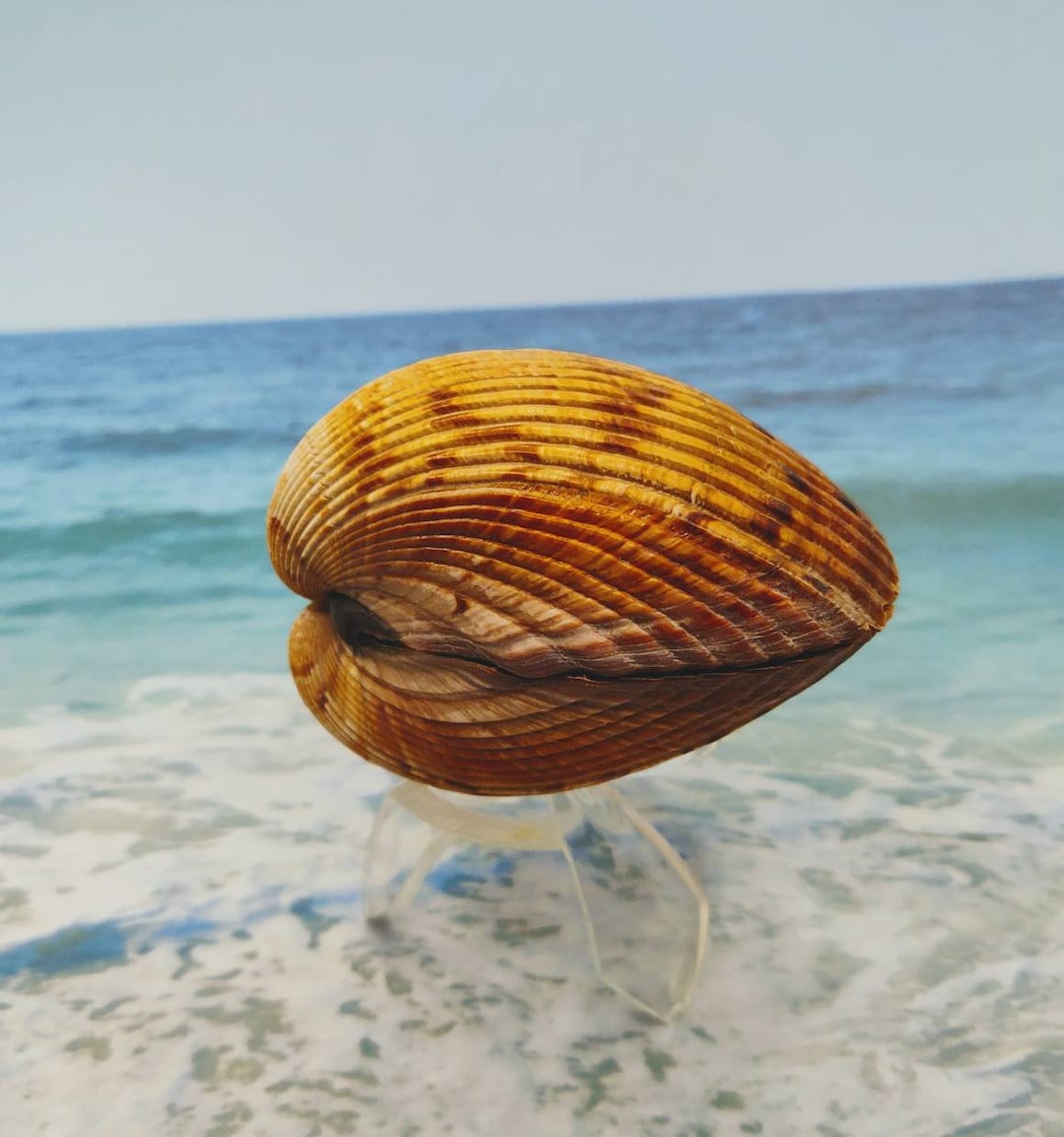 Large PRICKLY COCKLE SHELL~ Single or Double Craft Project~ Smudge Bowl ...