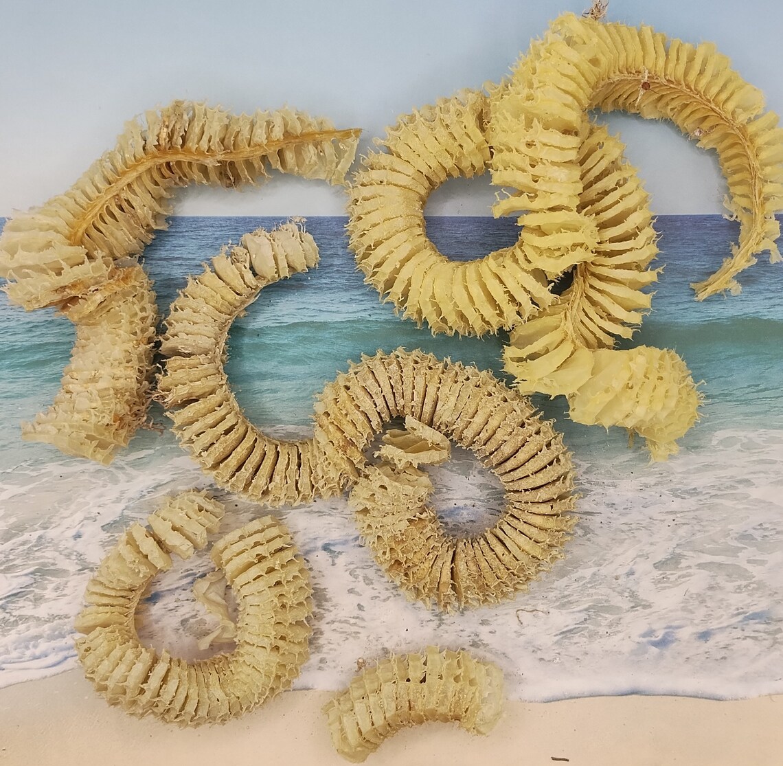 Choose From 2 Types EGG CASINGS ~ 1" to 18" ~ Horse Conch ~ Whelk ...