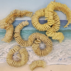 Choose From 2 Types EGG CASINGS ~ 1" to 18" ~ Horse Conch ~ Whelk ...