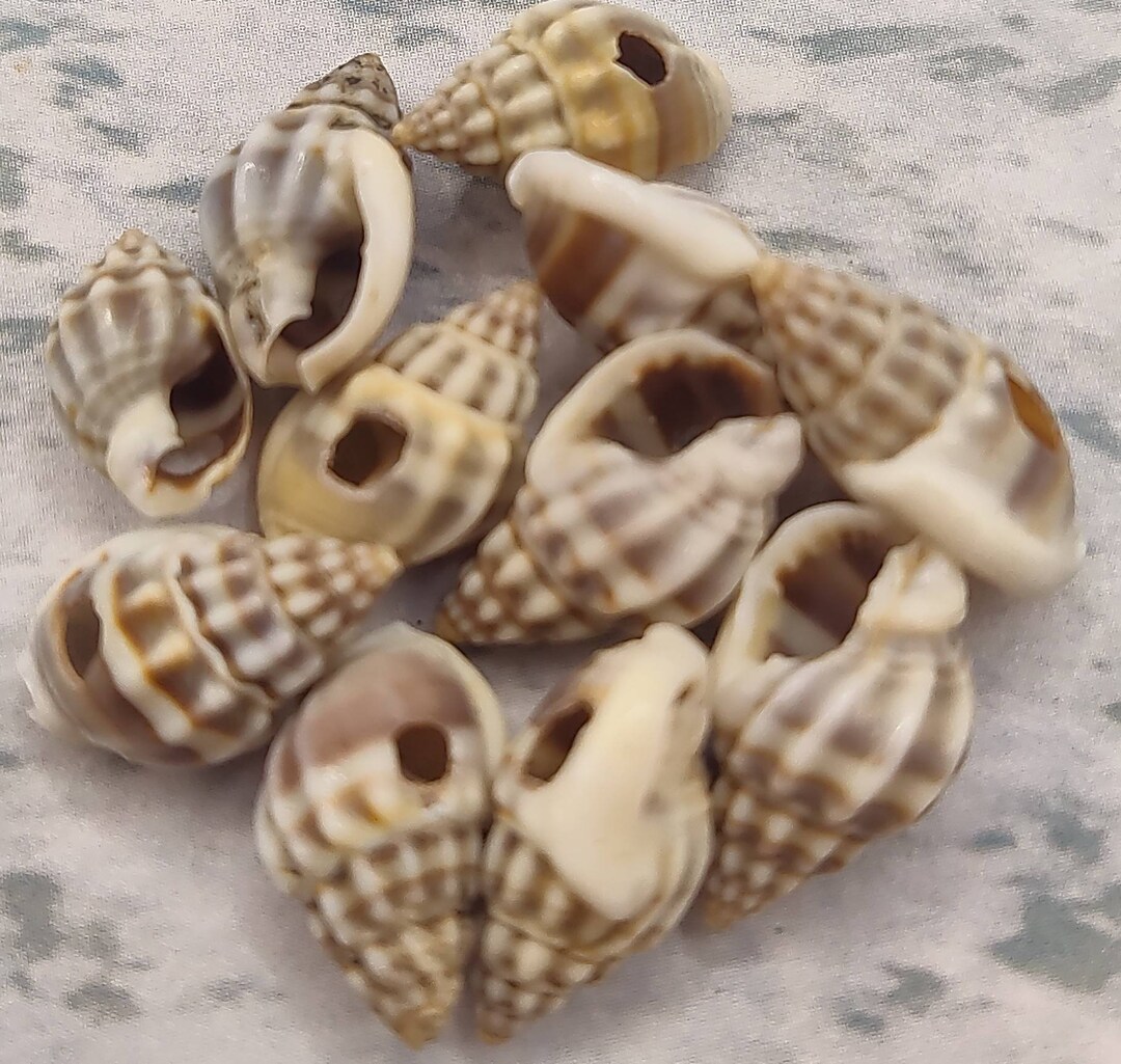 10-100 MINI NASSA SHELLS W/or W/o Holes White or Lite or - Etsy