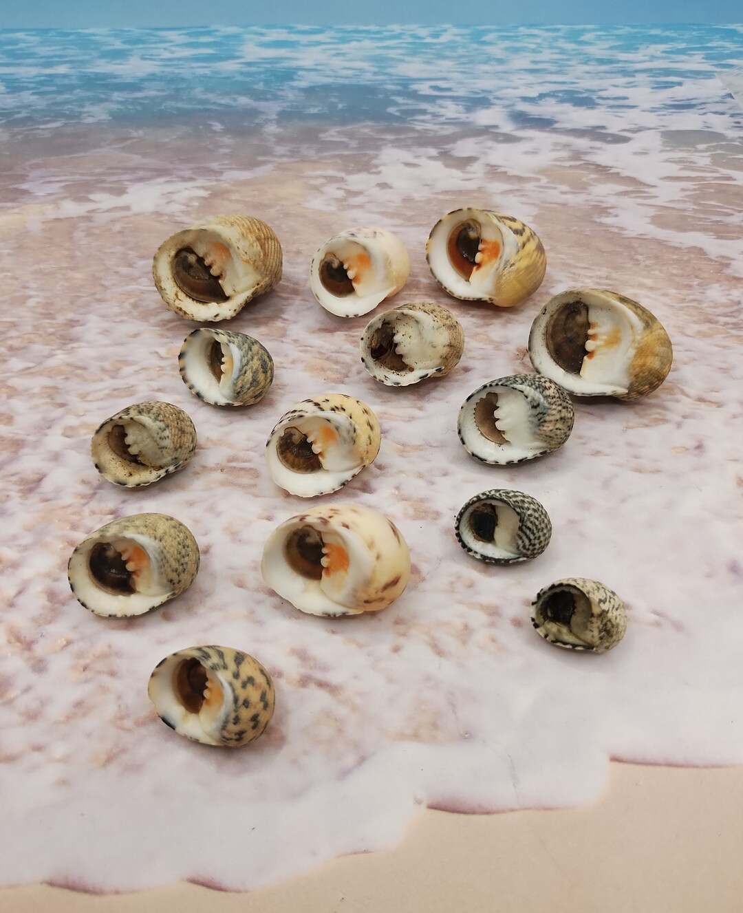 BLEEDING TEETH NERITE ~ Beruta Oekiribta ~ W/operculum ~ Snail Seashell ...