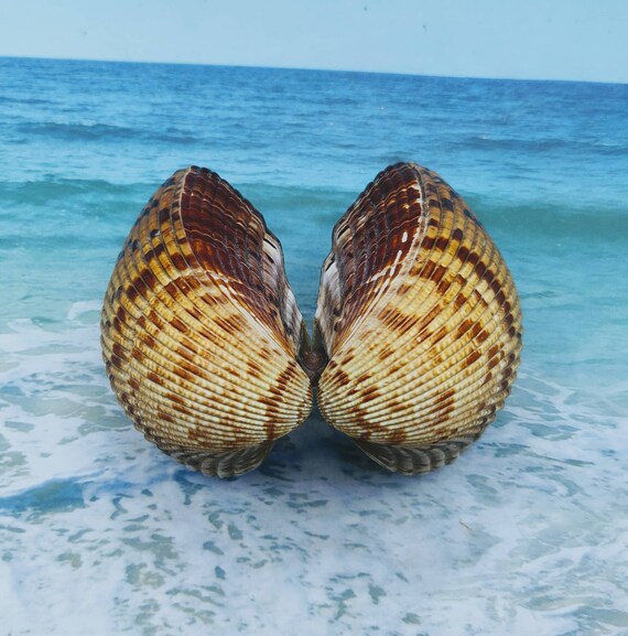 Large PRICKLY COCKLE SHELL Single or Double Craft | Etsy