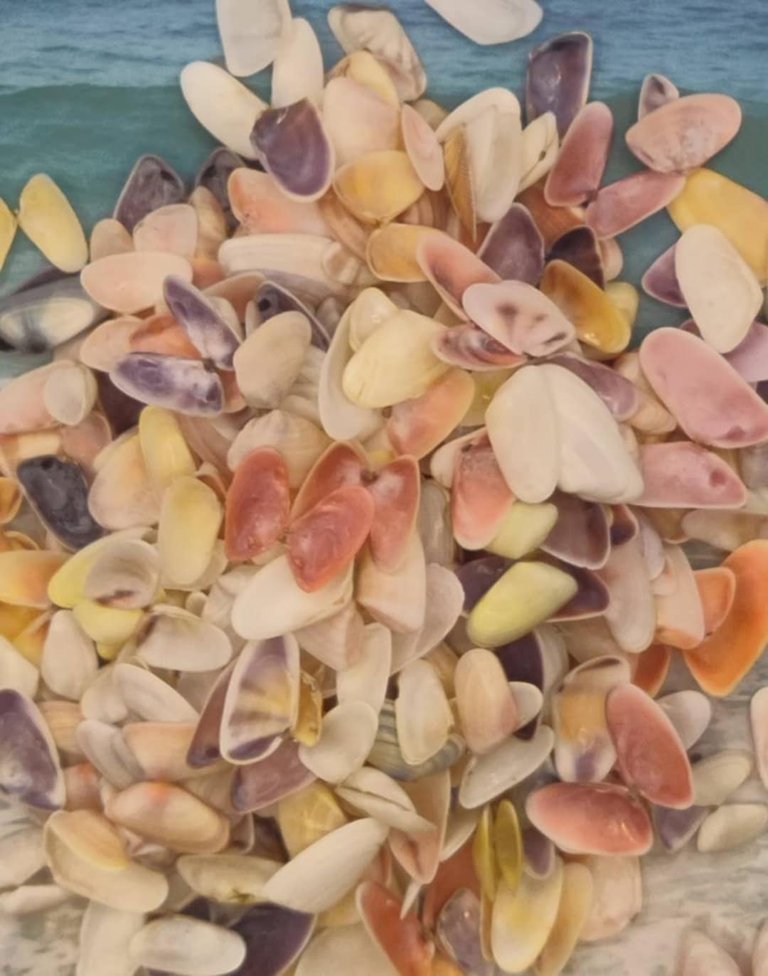 Tiny COQUINA SEASHELLS ~ 10-100pcs ~ Assorted Colors ~ Beach ~ Coastal ...