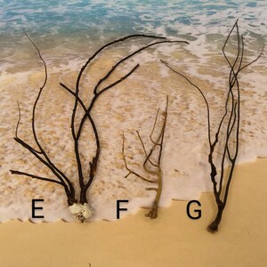 12 Assorted SEA Whips~beach Treasure~sea Fan~sea Branch~beach Find ...