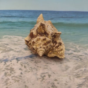 HAWK-WING CONCH ~ Strombus Raninus ~ Beach Find ~ Conch Seashell ...