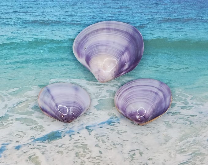 Polished PURPLE CLAM SHELL Pairs - Etsy