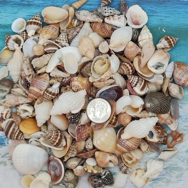 Bulk Seashells - Etsy