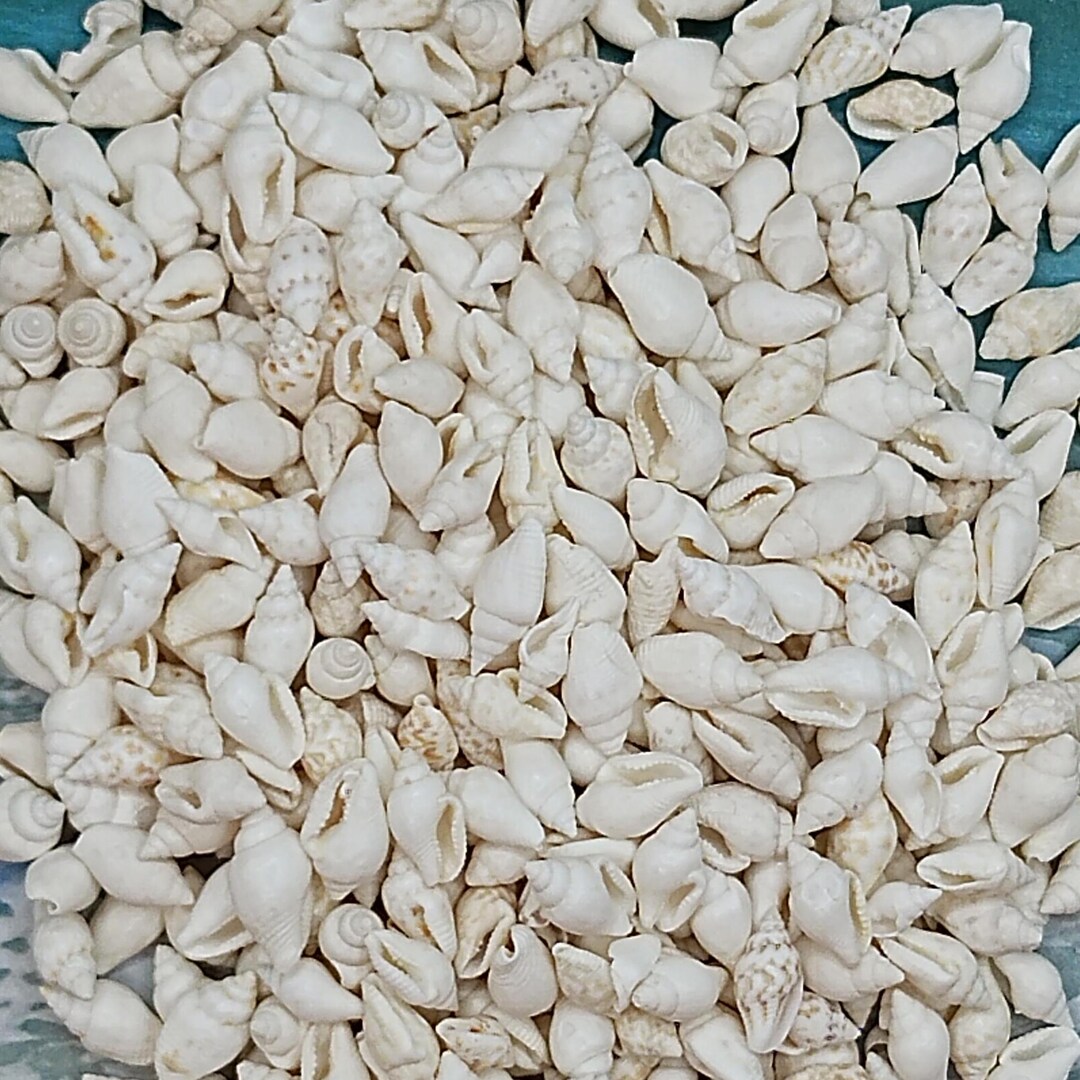 10-1000 MINI NASSA SHELLS ~ White/cream Color ~jewely or Assortment ...