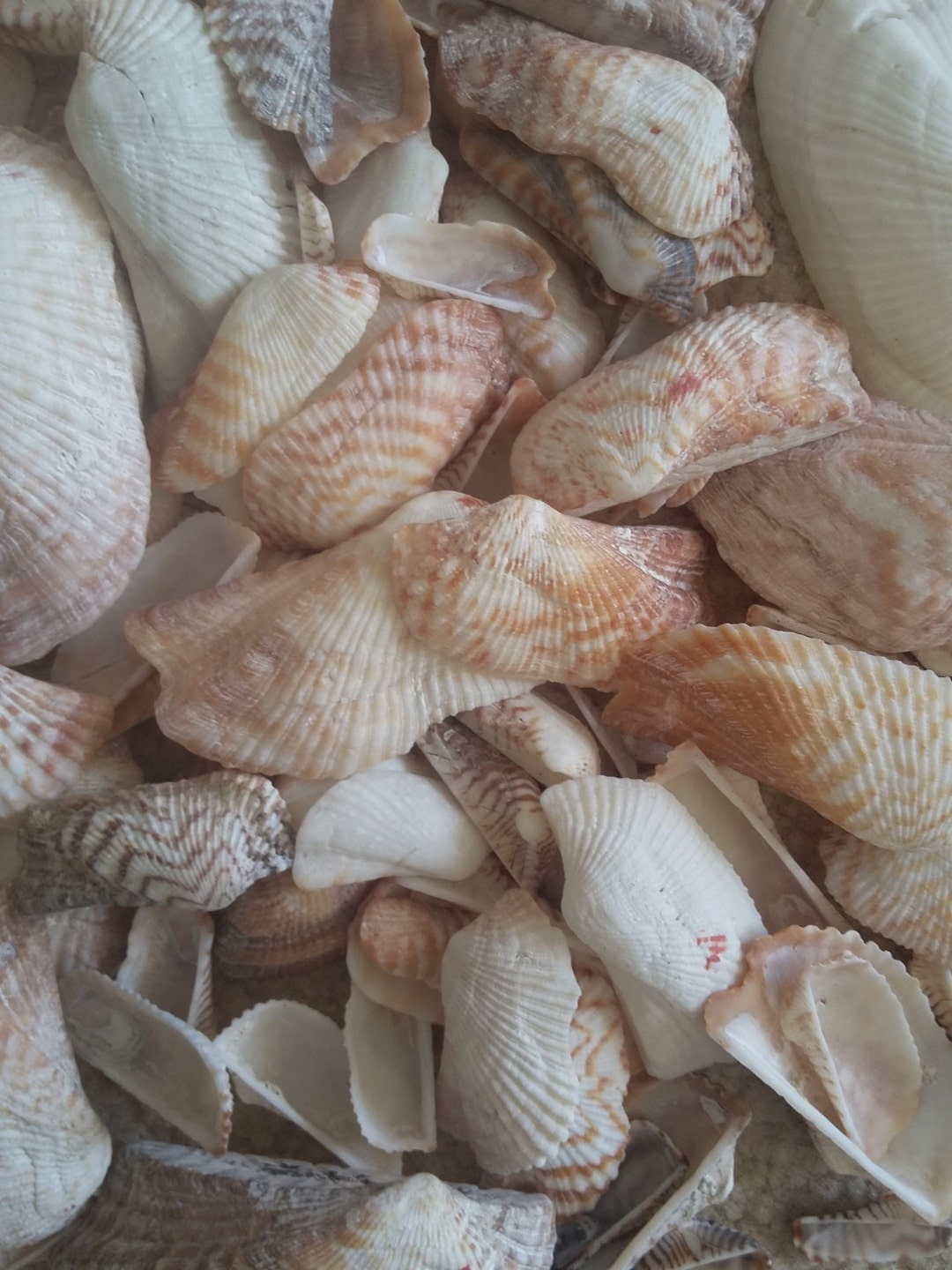 TURKEY WING SEASHELLS ~ 10-100pcs Coastal ~ Beach ~cottage Decor ...