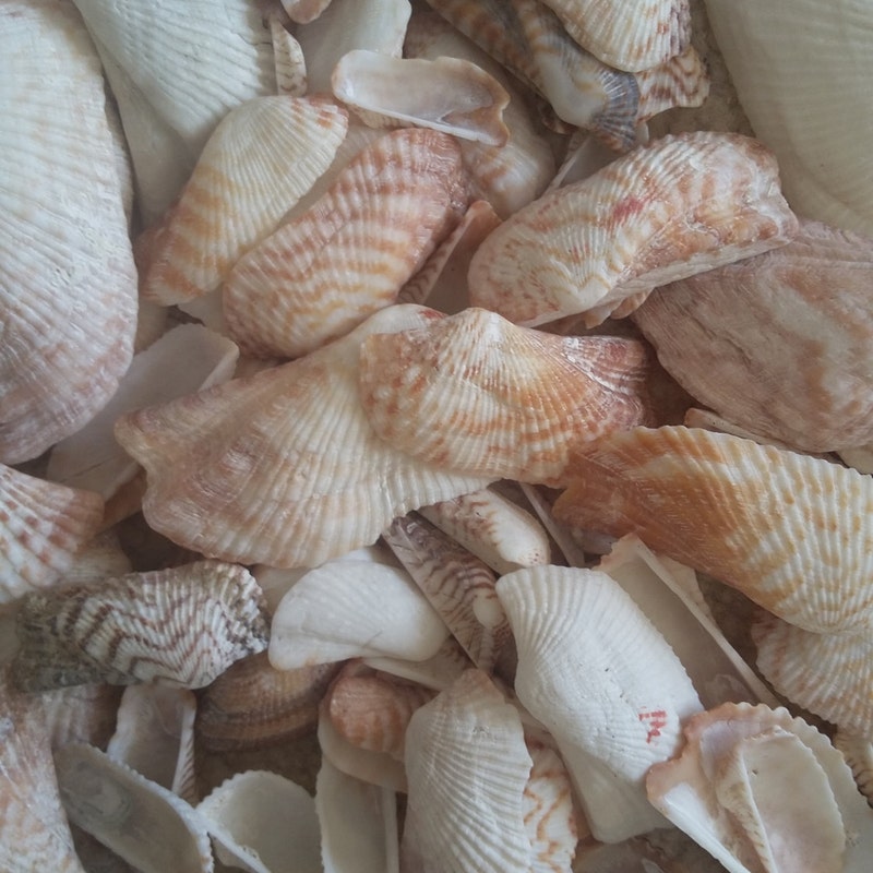 Turkey Wing Shells - Etsy