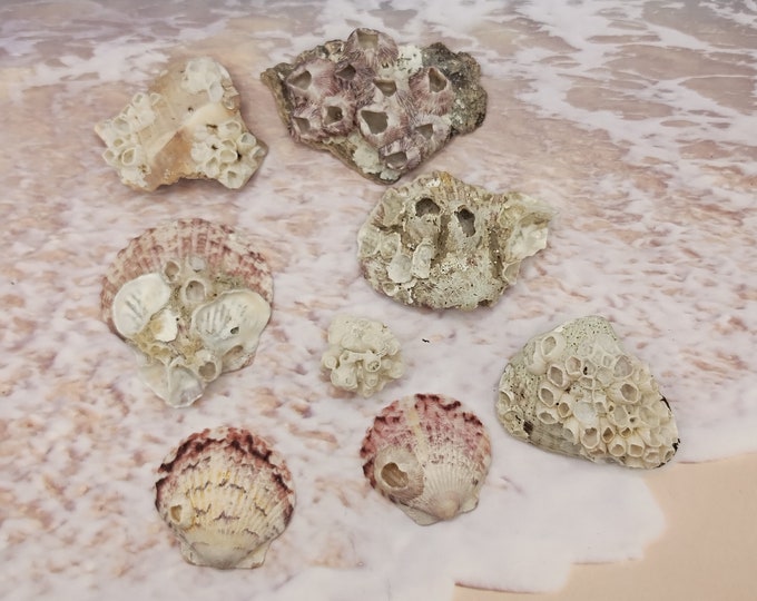 8 BARNACLE CLUSTERS on SHELLS ~ Sanibel Island Find ~ Barnacles ...