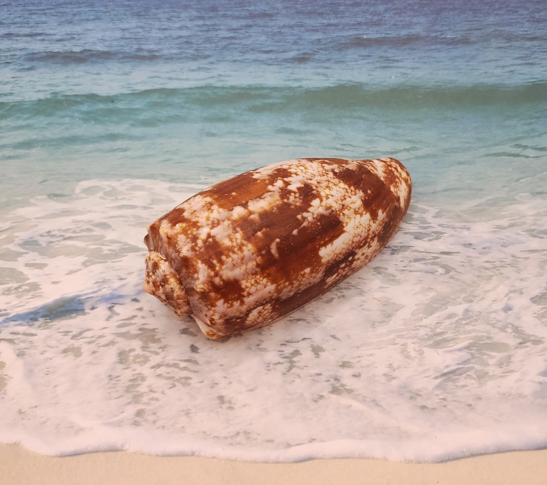 GEOGRAPHY CONE Conus Geographus 3 3/4 - Etsy