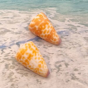 ORANGE & PURPLE Tip CONE ~ Tessellated Cone ~ Conus Tessulatus - Etsy