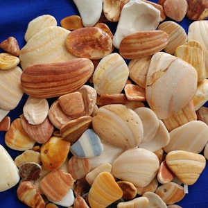 NATURAL SHELL FRAGMENTS ~ 10-100pcs ~ Wampum ~ Smooth Surf Tossed ...