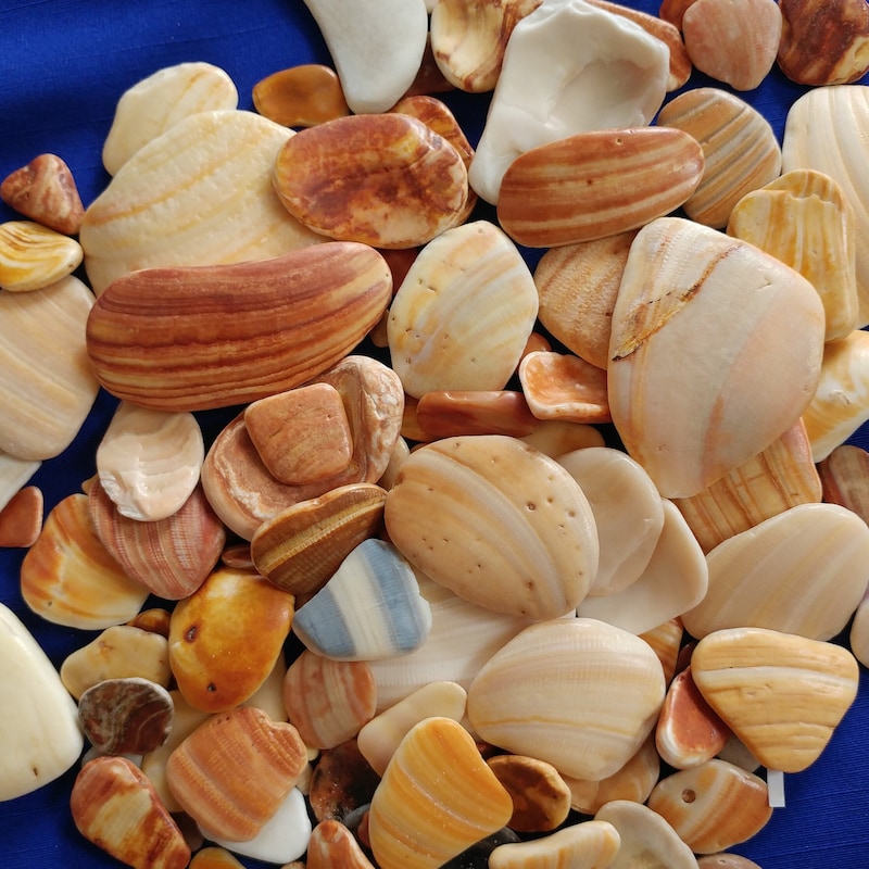 Seashell Crafts - Etsy