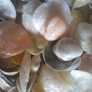 TRANSLUCENT JINGLE SEASHELLS ~ 10-50pcs Coastal ~ Beach ~ Cottage Decor ...