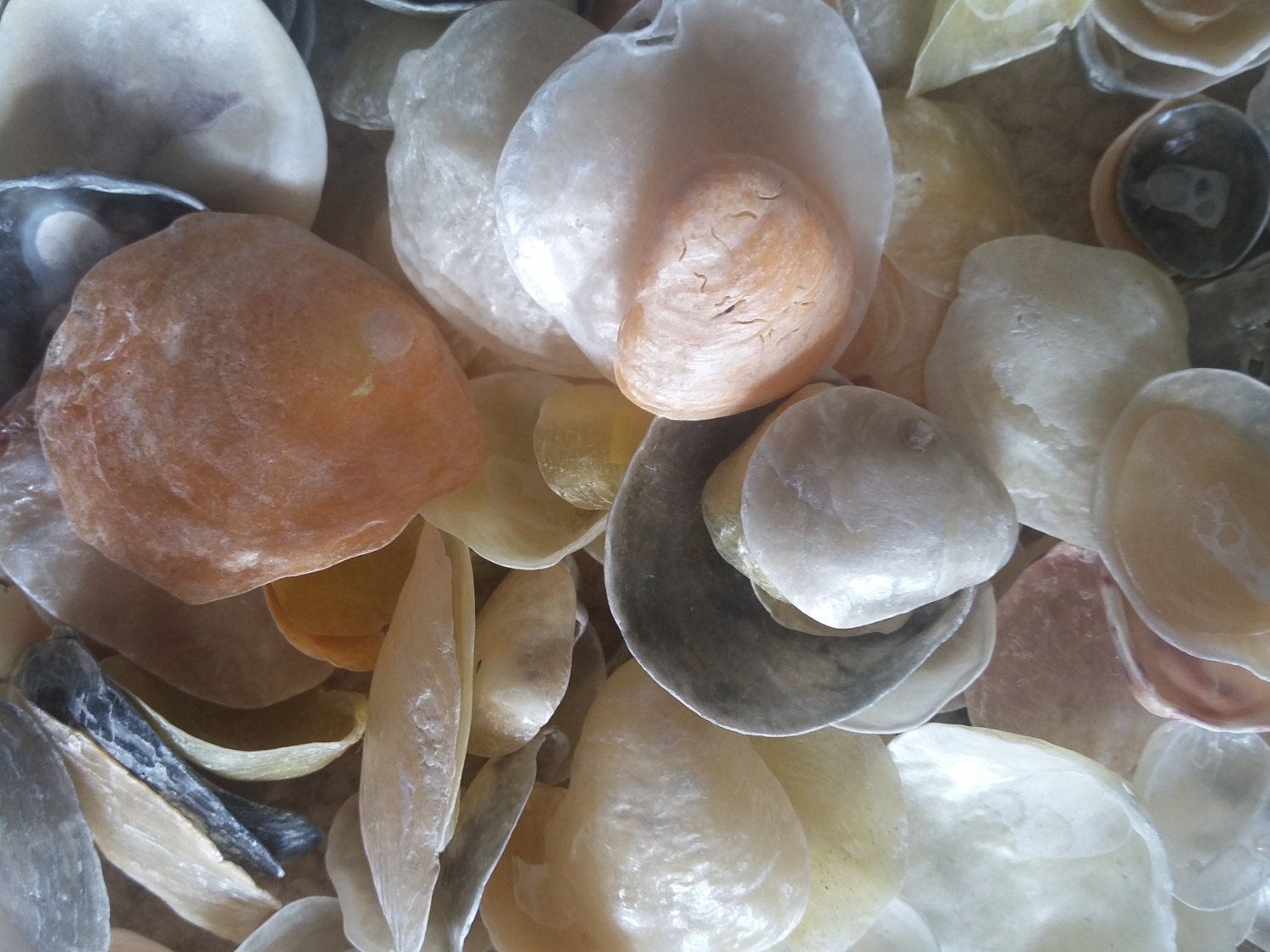 TRANSLUCENT JINGLE SEASHELLS 10-50pcs Coastal Beach - Etsy