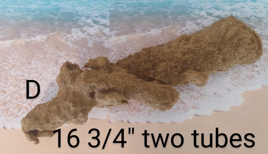 Extra Large REAL OCEAN SPONGE ~ Choose Size From Drop Down Box - Etsy