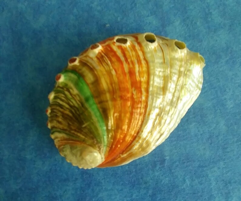 Threaded ABALONE SHELL SMUDGE Bowl also Called Emma's or | Etsy