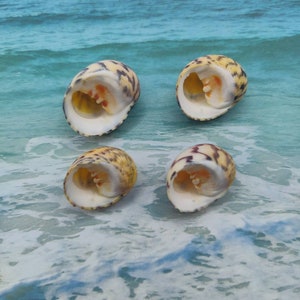 4 BLEEDING TEETH NERITE Snail Seashell bleeding Tooth - Etsy