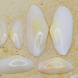 SUNRISE TELLIN SEASHELLS ~ ~ Palm Beach Find~jewelry~craft~wedding - Etsy