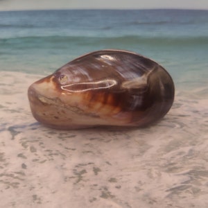 POLISHED PURPLE MUSSEL Pairs ~ 3 1/8" ~ Sealed ~ 1-10pcs - Etsy