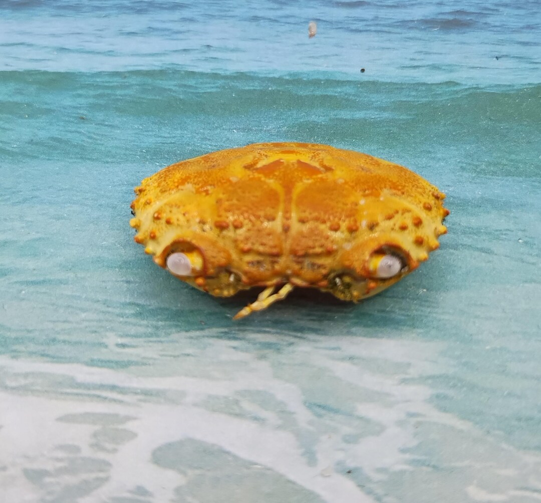 Natural Stone Crab Carapace (shell) ~ Beach Find ~ Palm Beach ~ Coastal ...