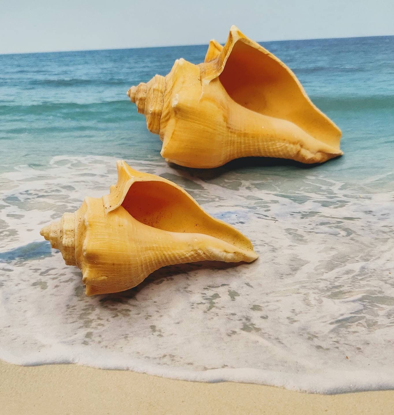 Lord Of The Flies Conch