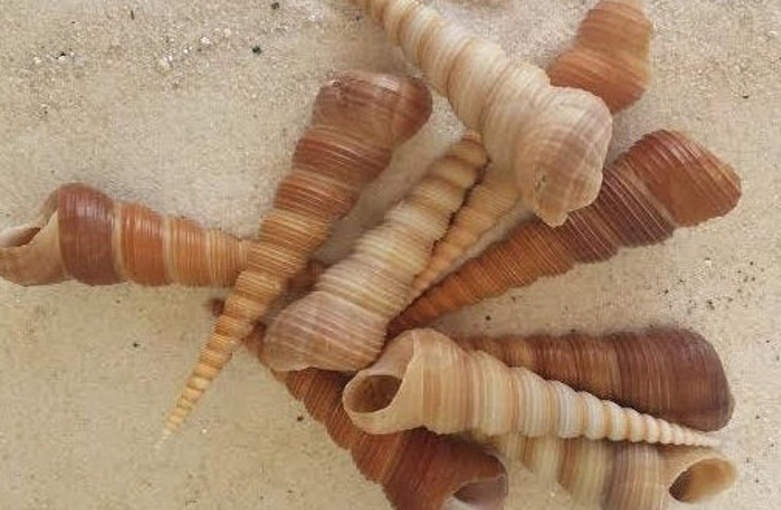 Terebra Turretella Spiral Seashells Beach Coastal Decor 2 1/2" to 4 ...