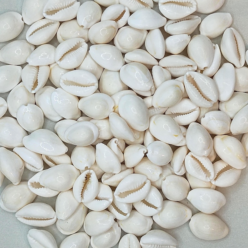 PURE WHITE COWRIE ~cypraea ~ 5/8" to 1" ~ Sailor's Valentine ~ Jewelry ...