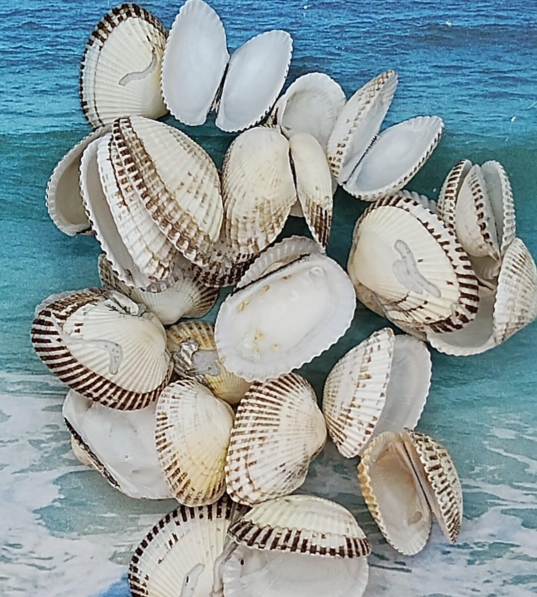 Florida PONDEROSA ARK SEASHELLS ~ Pairs & Singles ~ 10-100pcs ~ Jewelry ...