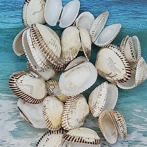 Florida PONDEROSA ARK SEASHELLS ~ Pairs & Singles ~ 10-100pcs ~ Jewelry ...