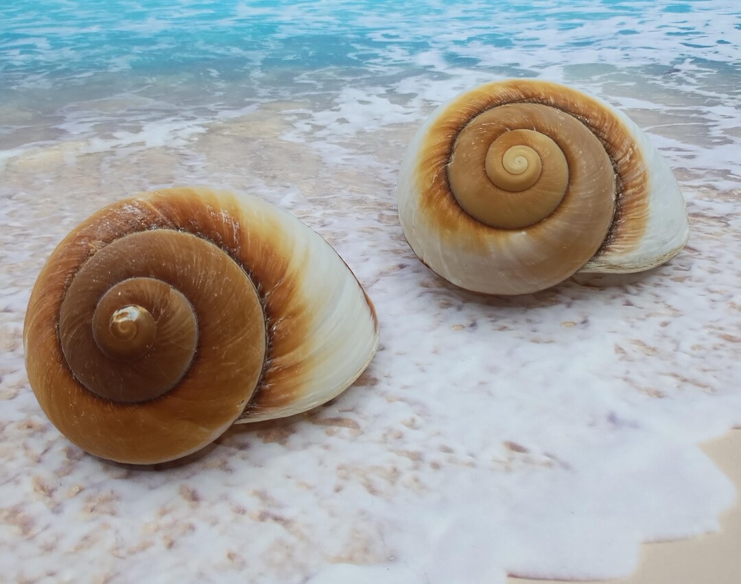 TIGER SNAIL SHELL~ Helicostyla Tiger Land Snail ~ Brown & White Hermit ...