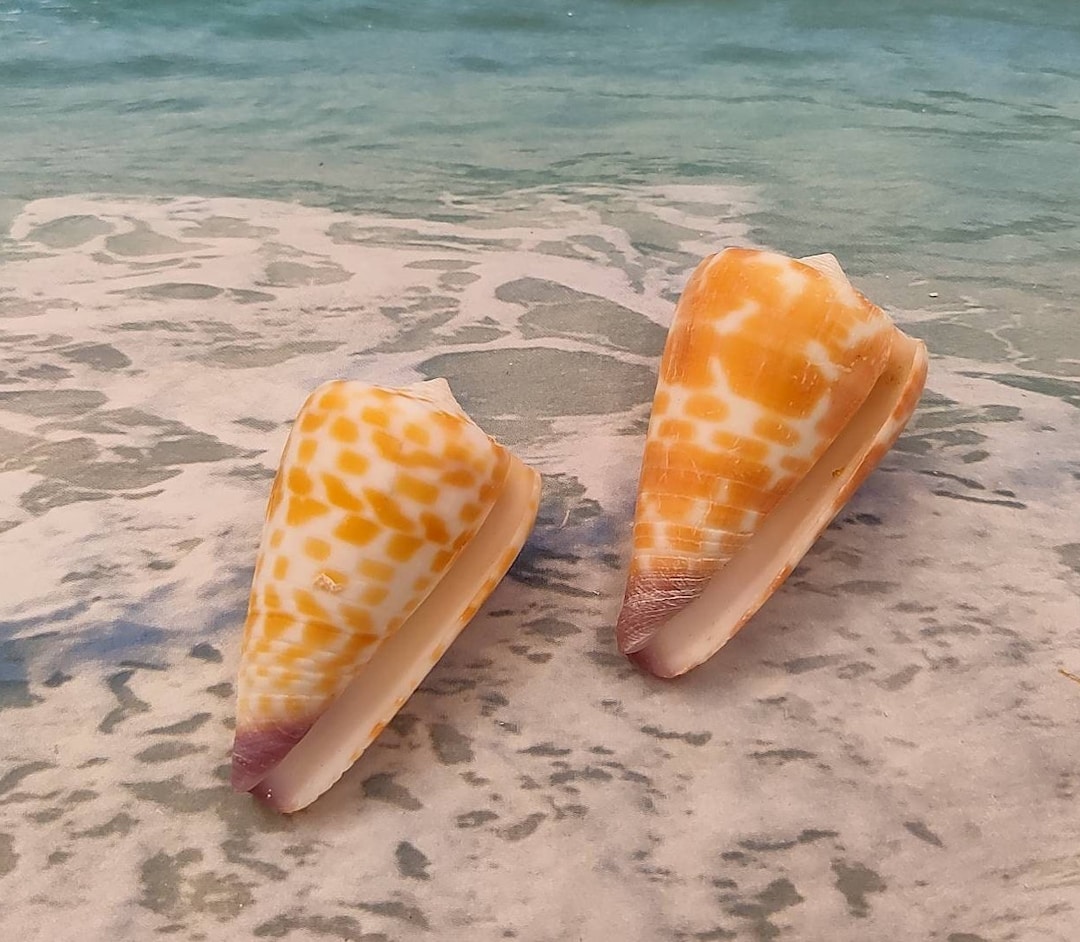 ORANGE & PURPLE Tip CONE ~ Tessellated Cone ~ Conus Tessulatus - Etsy